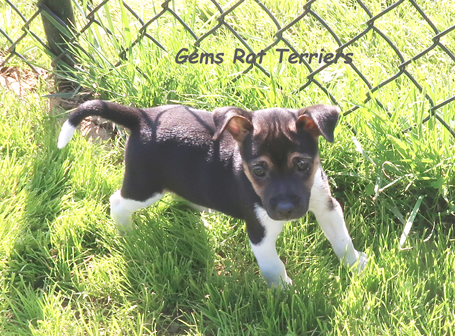 Gems Rat Terriers TN Rat Terrier puppies
