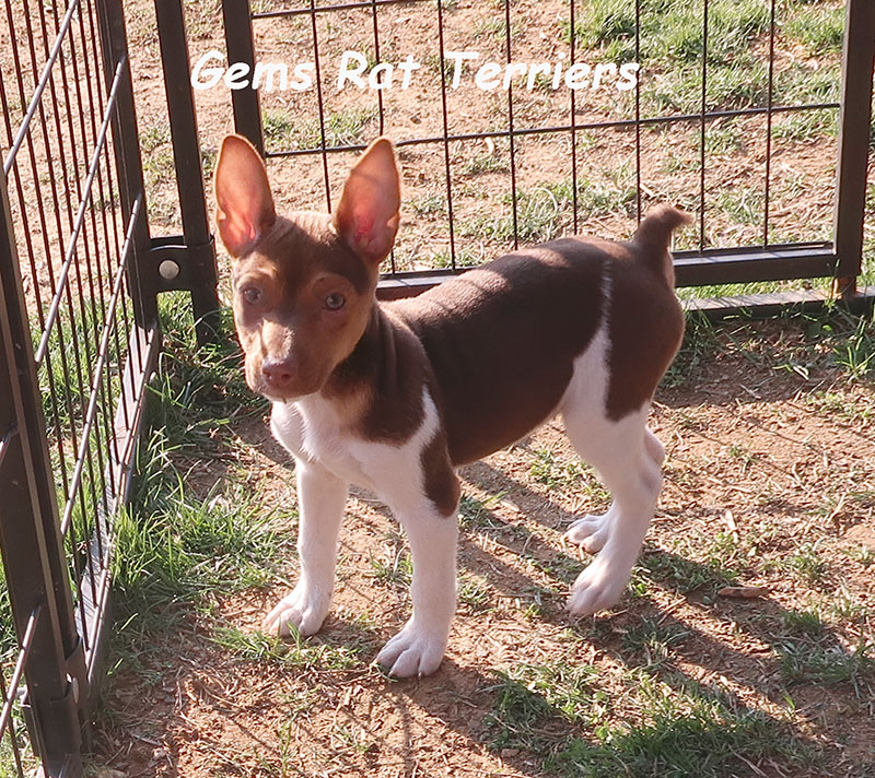Gems Rat Terriers TN Rat Terrier puppies